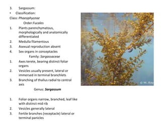 seaweeds and its Classification and Applicationpptx | PPTX