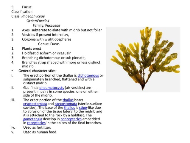 seaweeds and its Classification and Applicationpptx | PPTX | Gardening ...