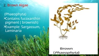 SEAWEEDS BIOLOGY AND TYPES REPORT..pptx