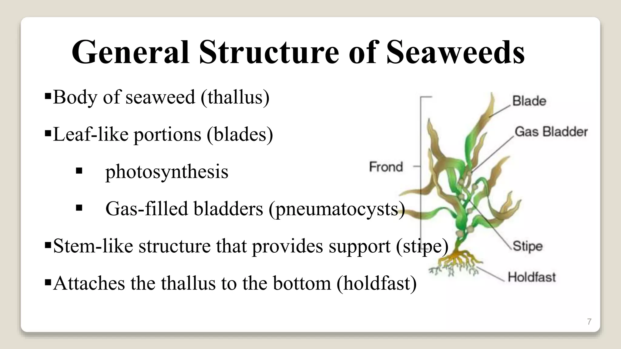 Sea weeds by products | PPT