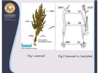Seaweeds cultivation and utilization | PPTX