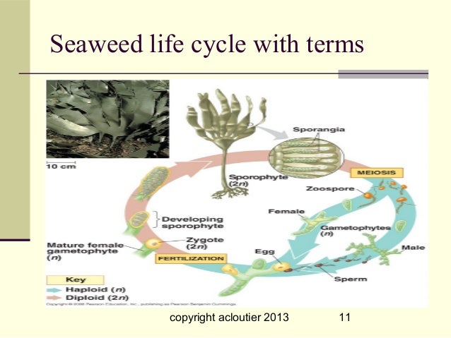 Seaweeds kingdom protista