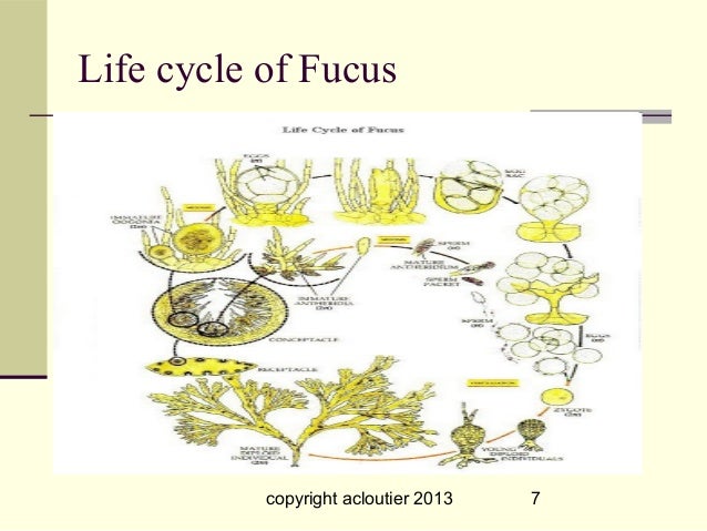 Life Cycle Laminaria And Fucus Brown Algae