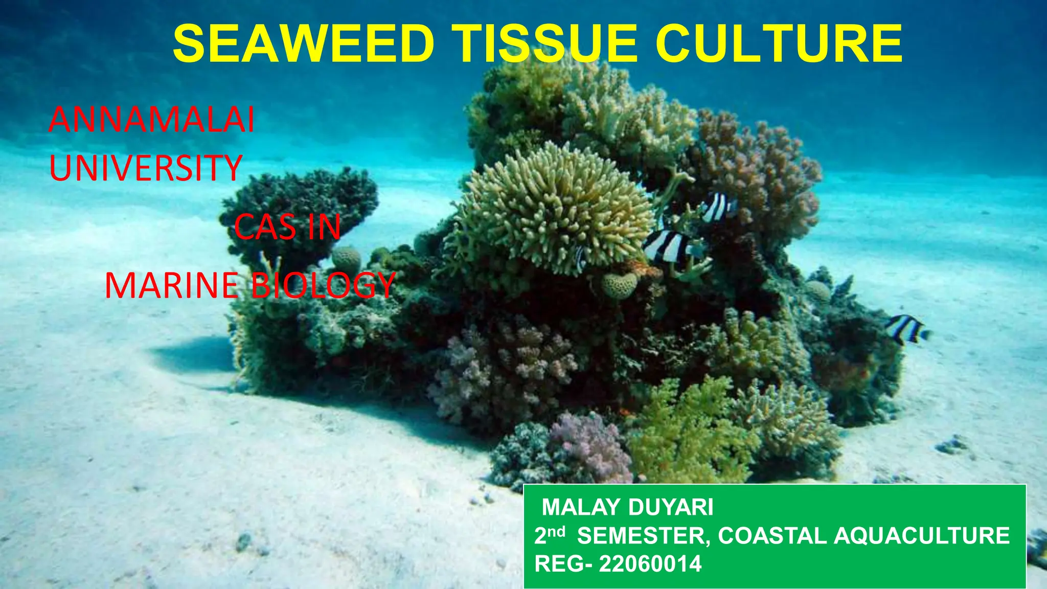 SEAWEED TISSUE CULTURE TECHNIQUE , FACTORS AFFECTING CULTURE.pptx