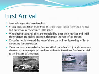 Seaworld Cruelty Presentation | PPTX