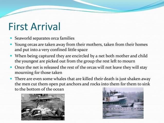 Seaworld Cruelty Presentation | PPTX