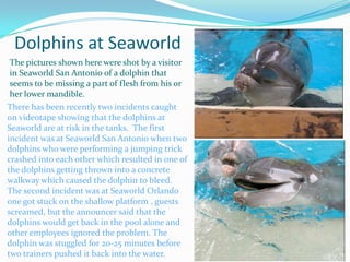 Seaworld Cruelty Presentation | PPTX
