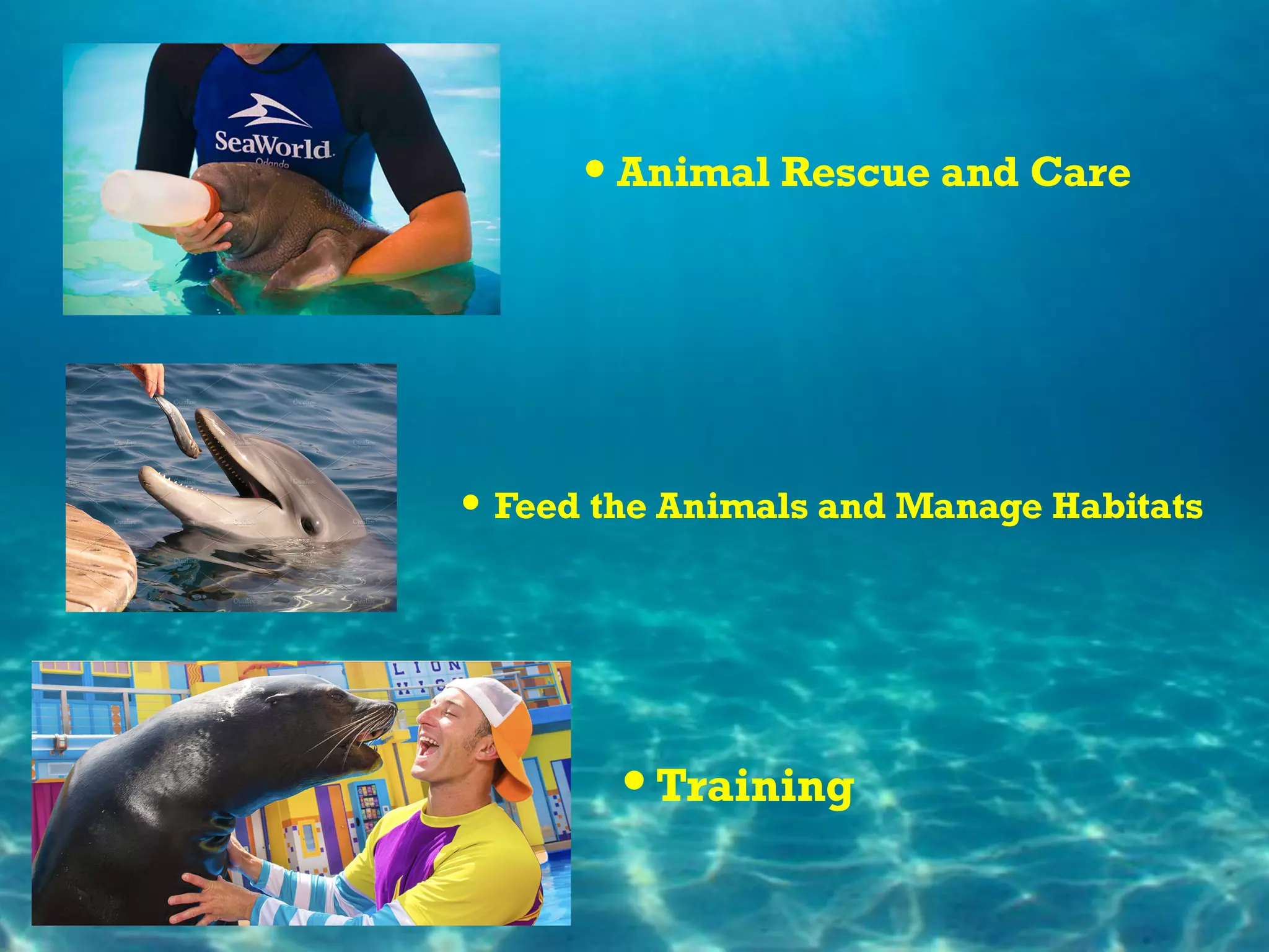 SeaWorld Business Model Keynote | PDF
