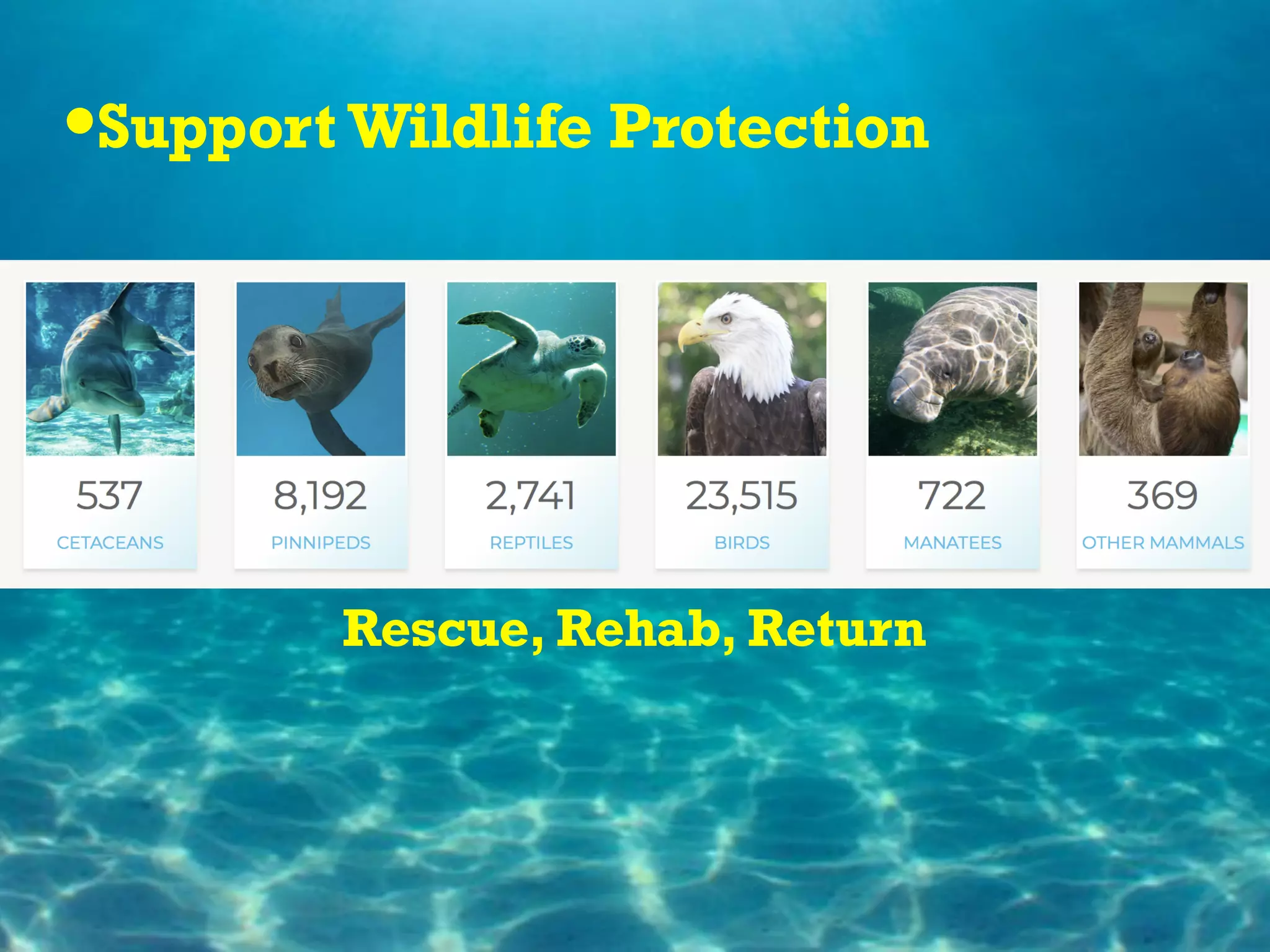 SeaWorld Business Model Keynote | PDF