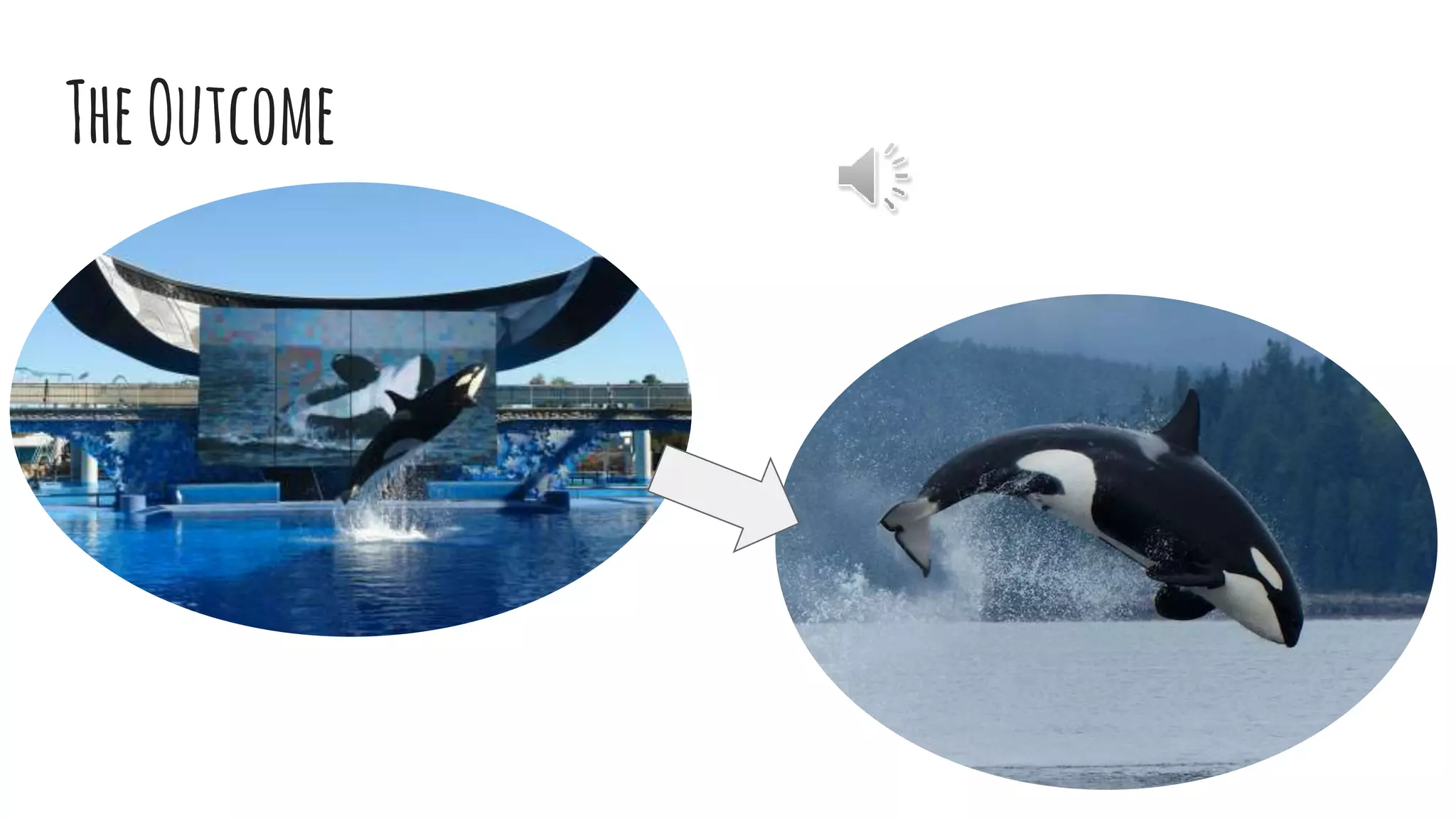 Seaworld captivity | PPTX