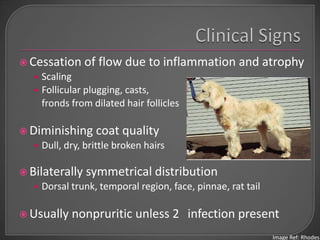 Sebaceous Adenitis | PPT