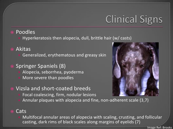 Sebaceous Adenitis