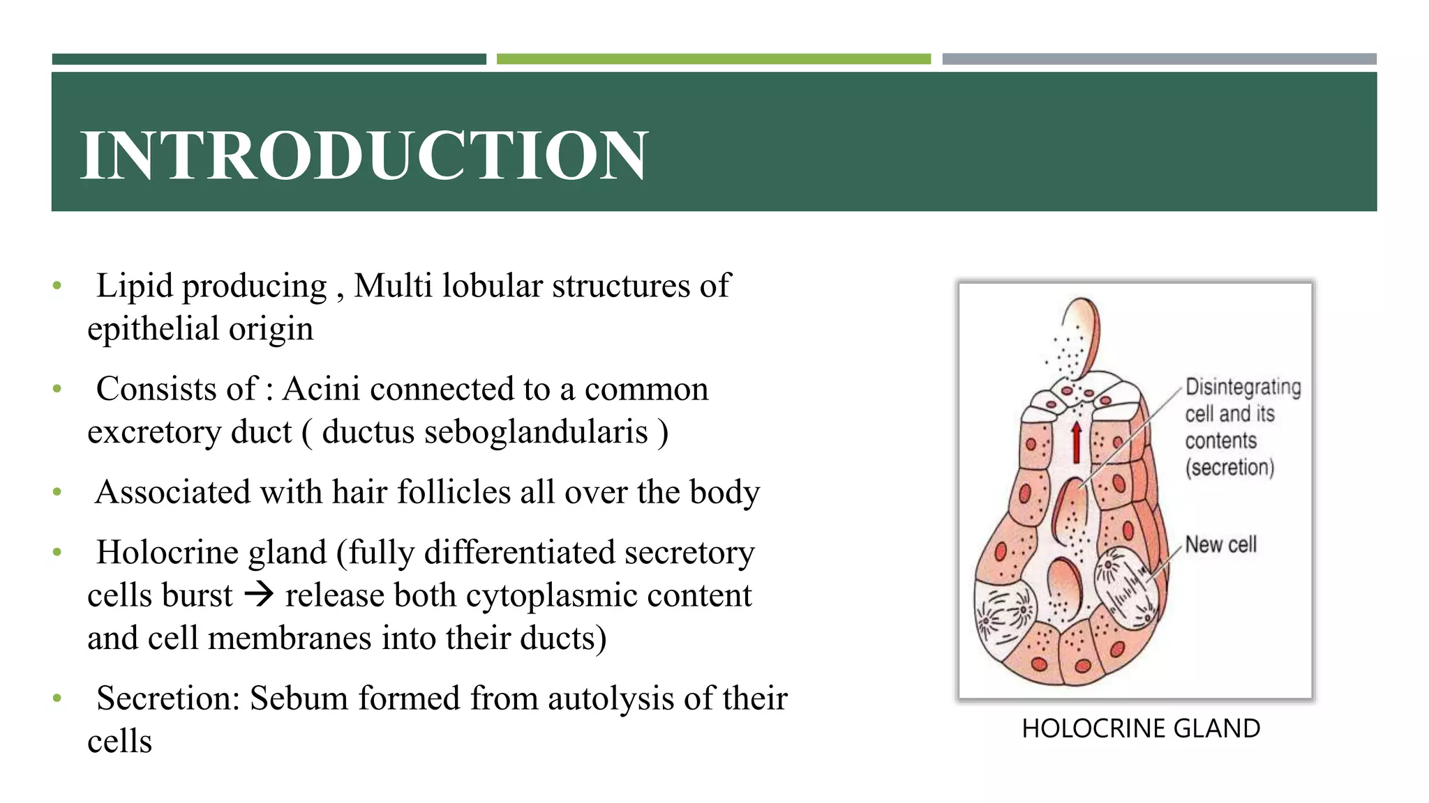 Sebaceous gland.pptx