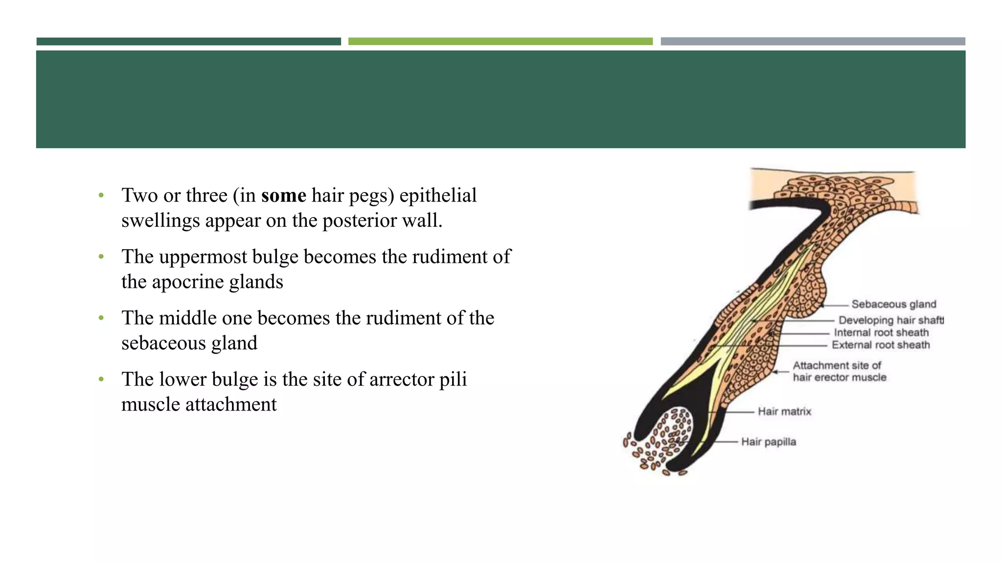 Sebaceous gland.pptx