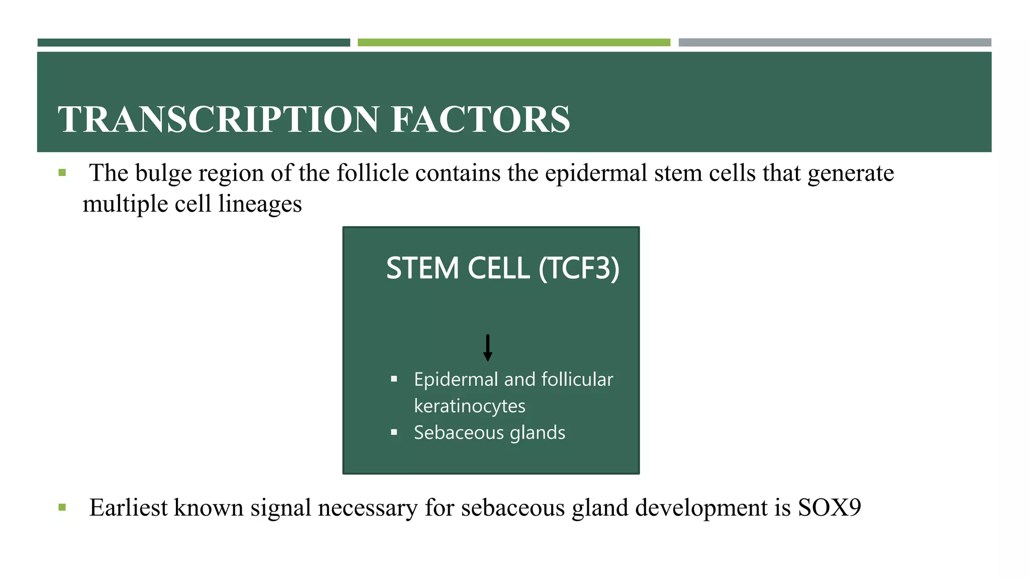 Sebaceous gland.pptx