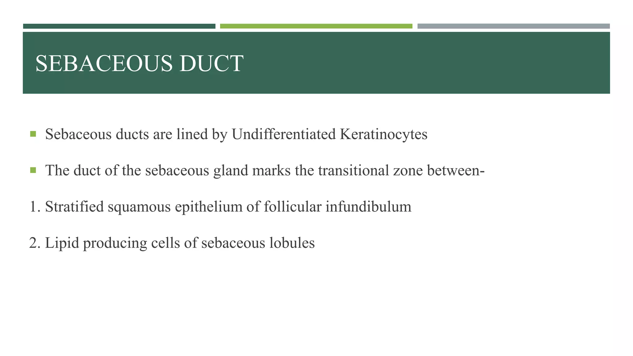 Sebaceous gland.pptx