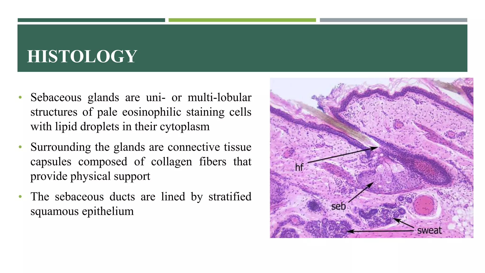 Sebaceous gland.pptx