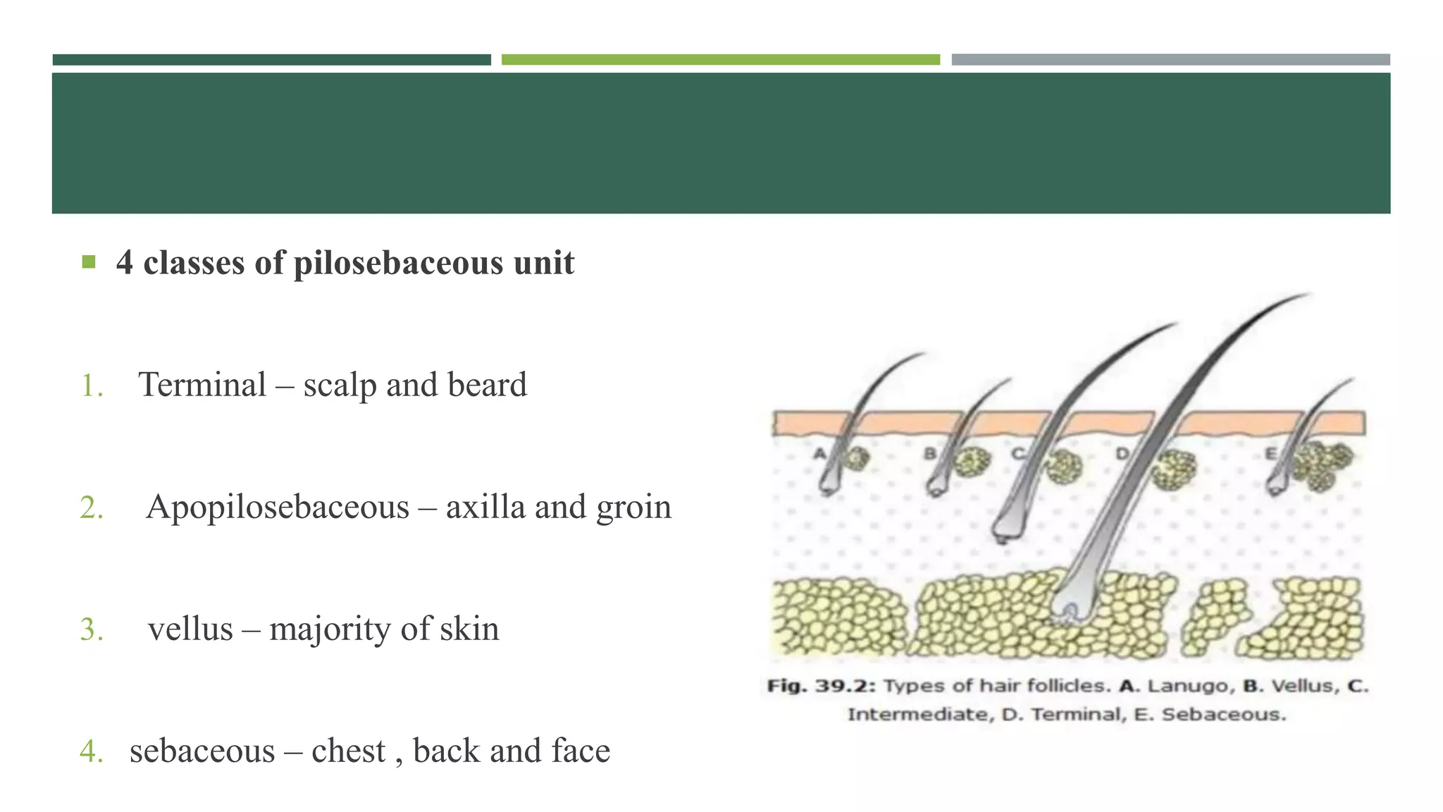 Sebaceous gland.pptx