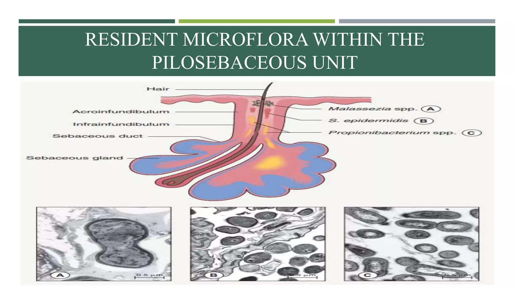 Sebaceous gland.pptx