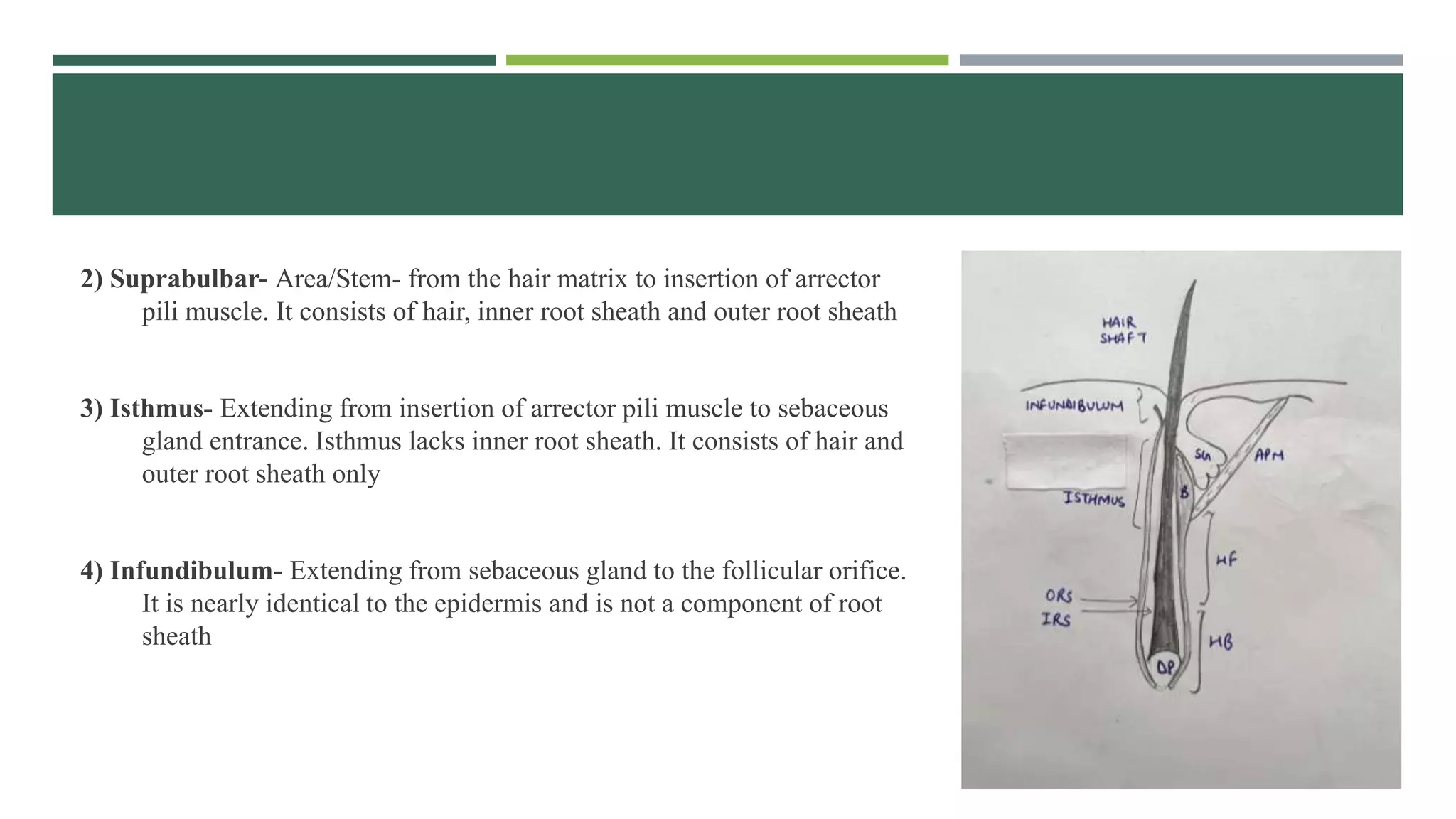 Sebaceous gland.pptx