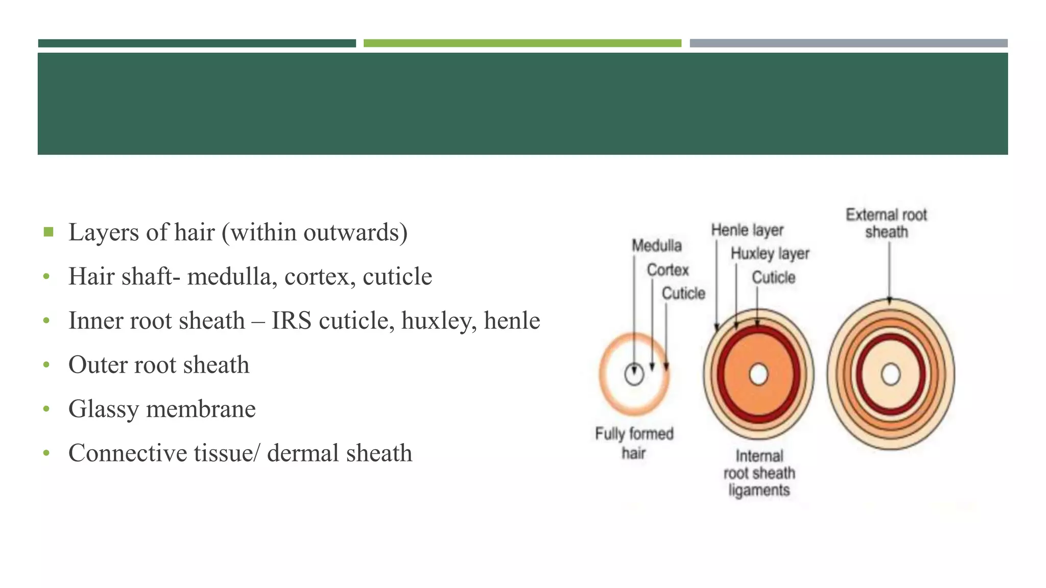 Sebaceous gland.pptx