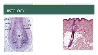 Sebaceous gland.pptx