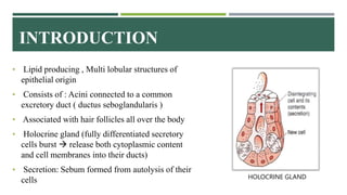 Sebaceous gland.pptx