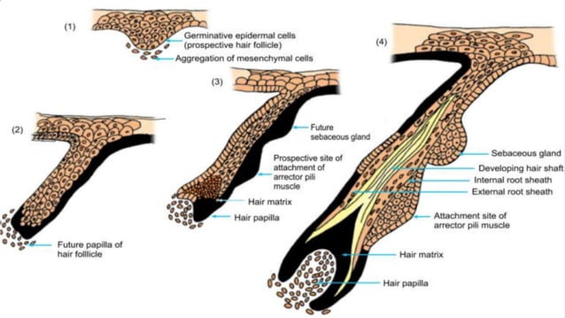 Sebaceous gland.pptx