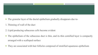 Sebaceous gland.pptx