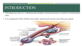 Sebaceous gland.pptx
