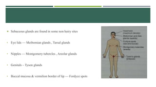 Sebaceous gland.pptx