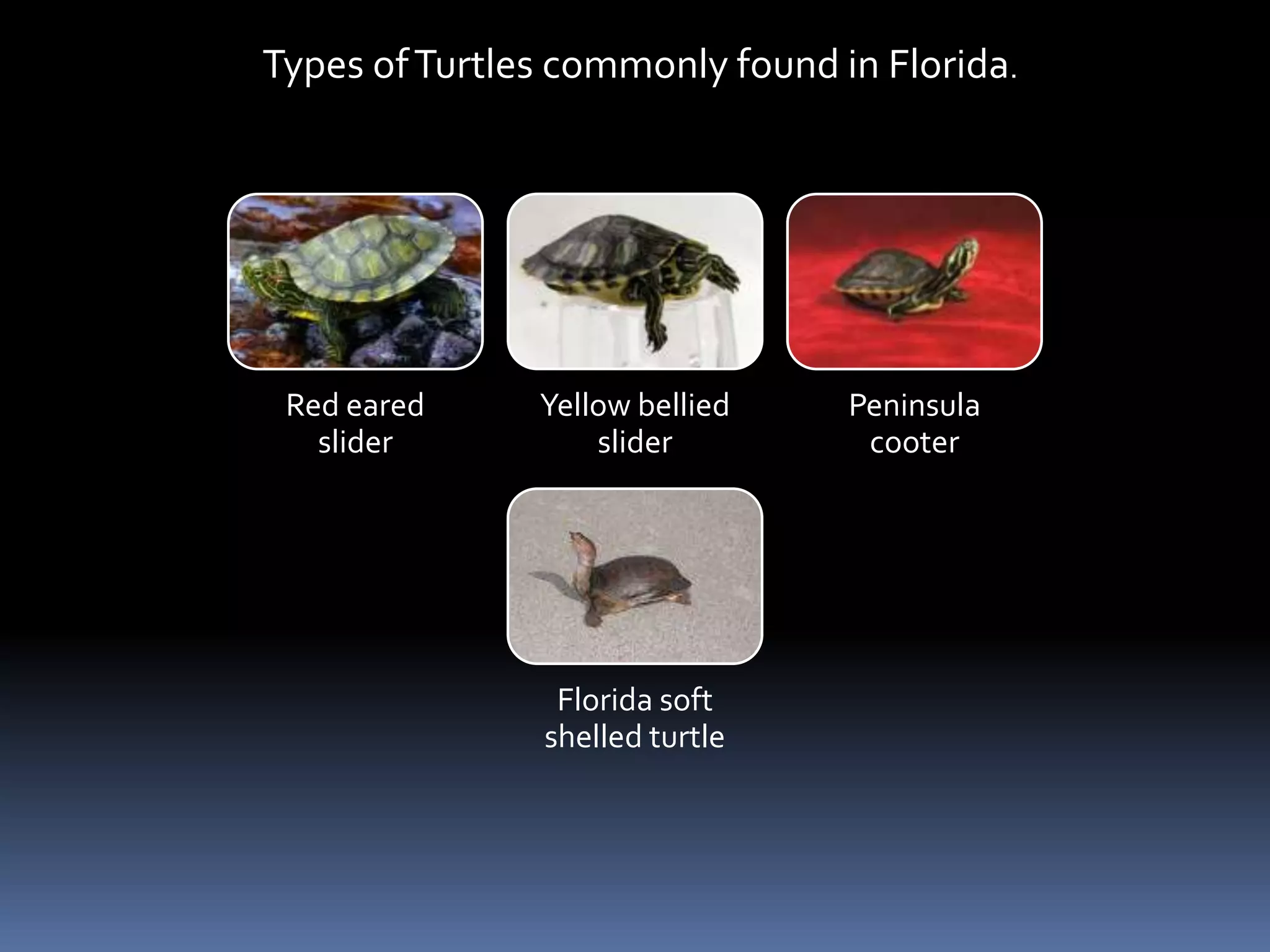 Turtles | PPTX | Reptiles | Pets