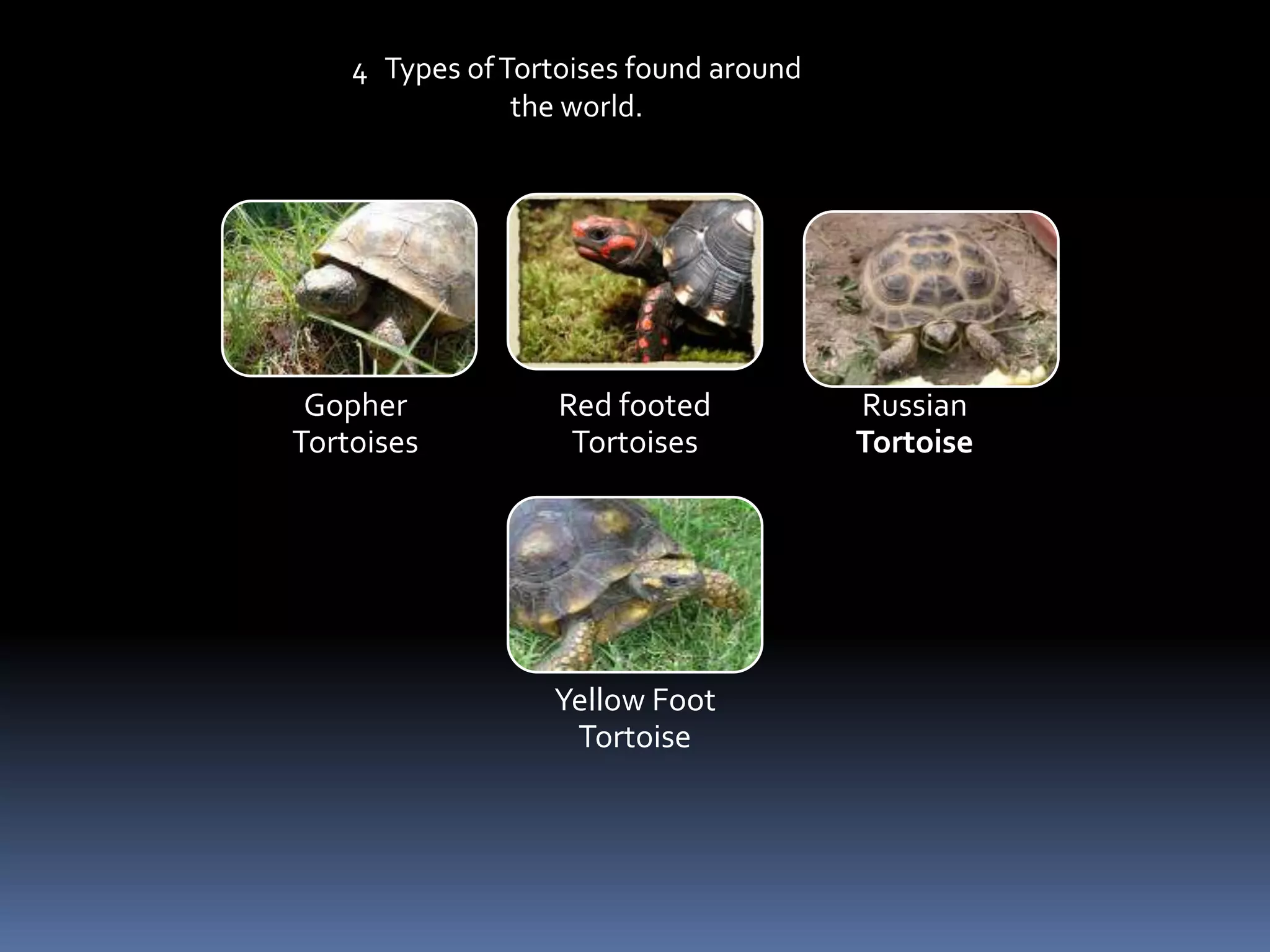 Turtles | PPTX | Reptiles | Pets