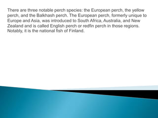 An Angler’s Guide to the European Perch | PPT