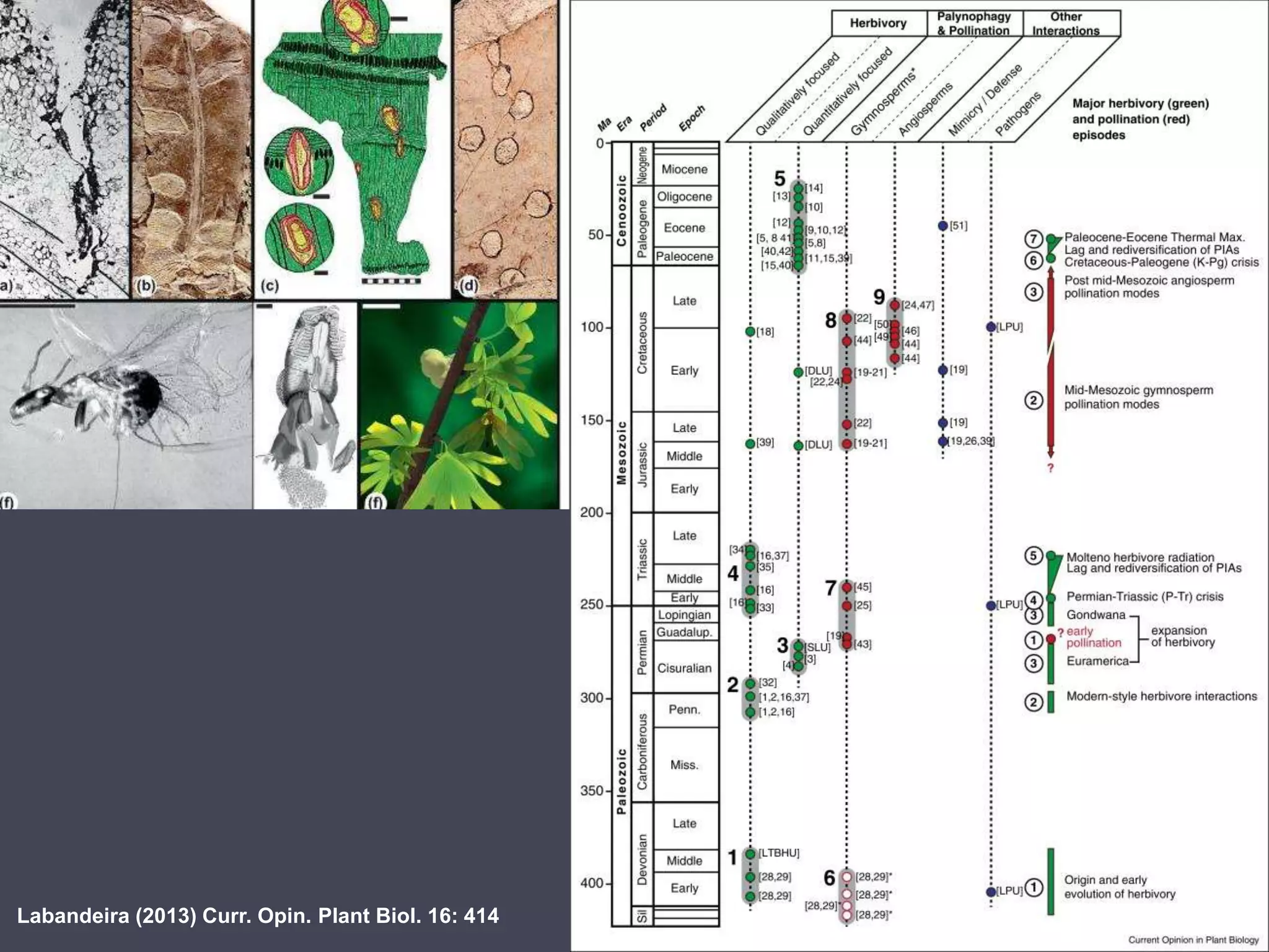 Seb bruce insect-plant interactions | PPTX