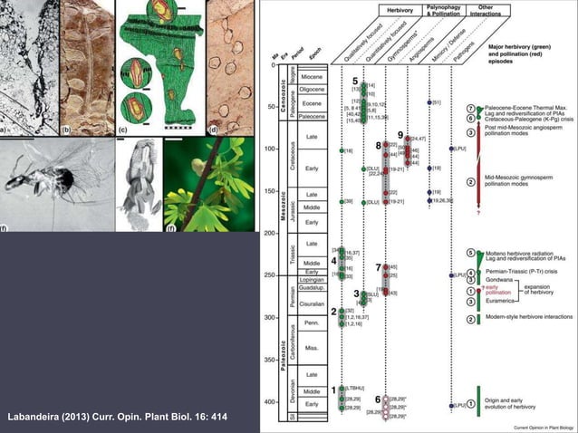 Seb bruce insect-plant interactions | PPT