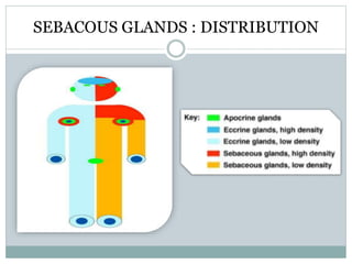Seborrhoeic Dermatitis | PPTX