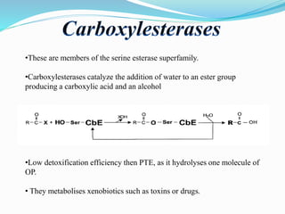 enzyme as detoxifying agent in insecticide industry | PPT