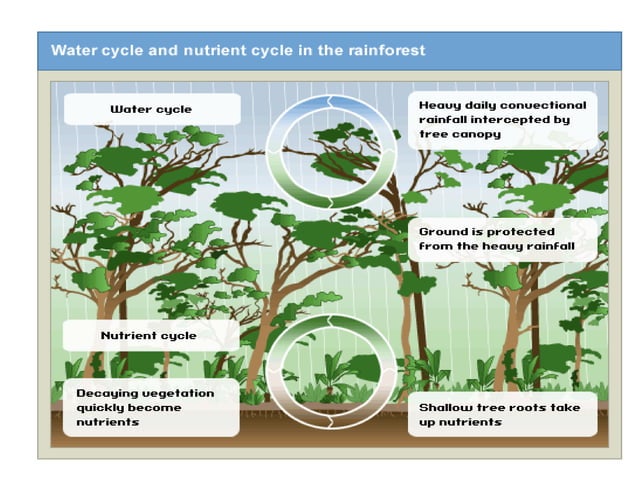 Sec 3 Tropical Rainforest | PPT