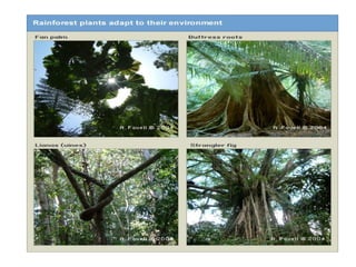 Sec 3 Tropical Rainforest | PPT