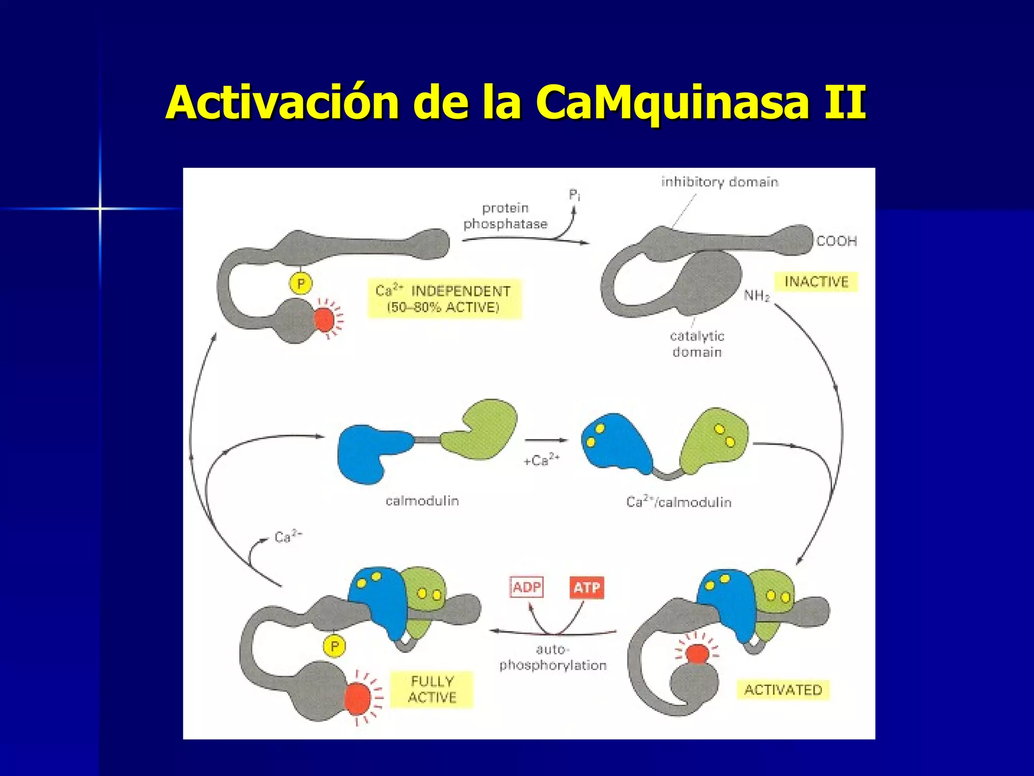 Senalizacion Intracelular Haroldo Villarroel Ppt