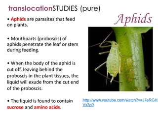 Transport in plants | PPTX