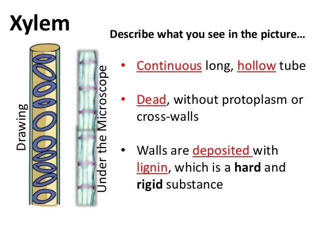 Functions Of Xylem Tube And Phloem Tube Functions Of