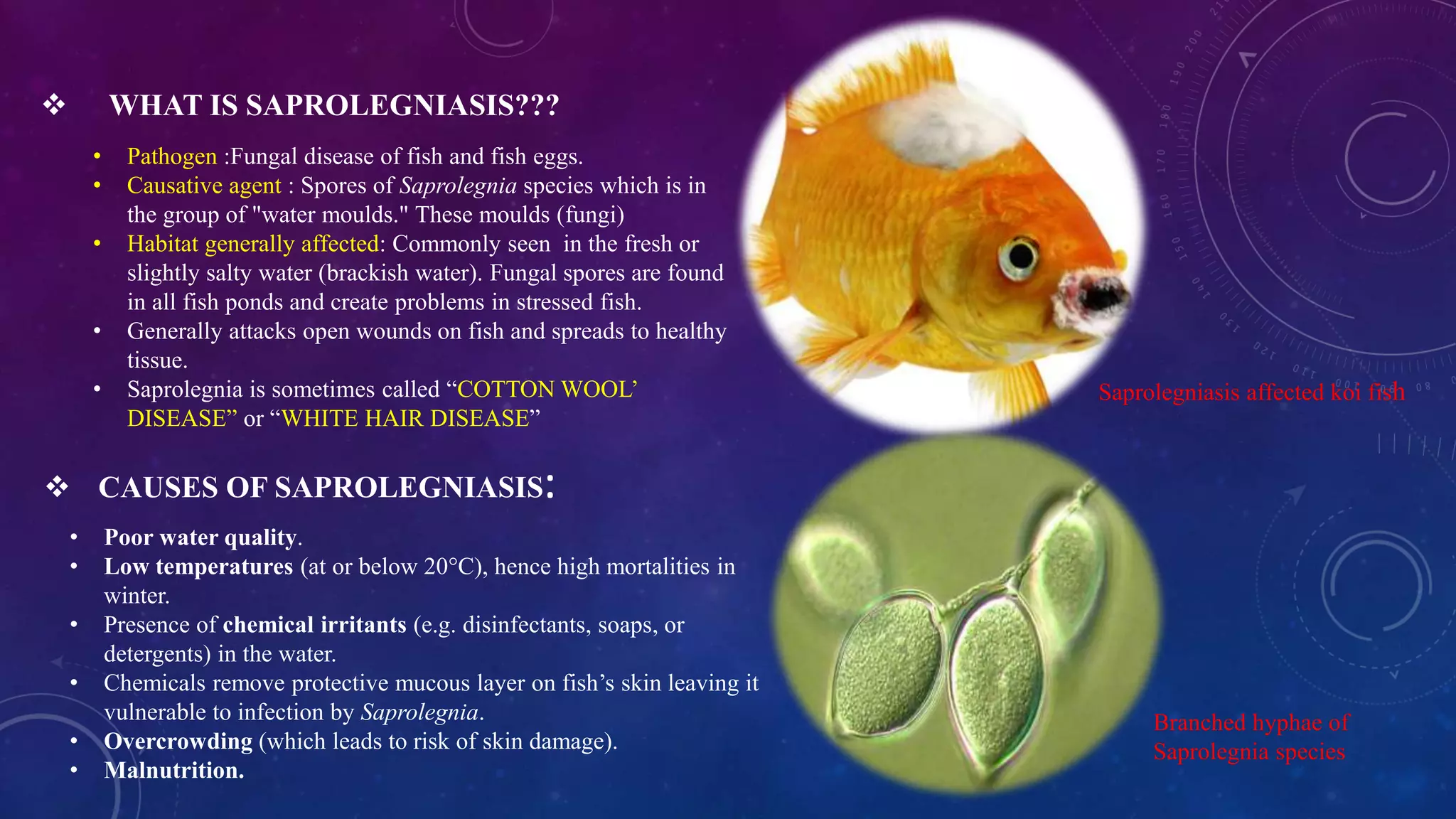 AQUACULTURE(SAPROLEGNIASIS) | PPT