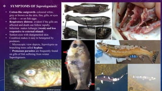 AQUACULTURE(SAPROLEGNIASIS) | PPT
