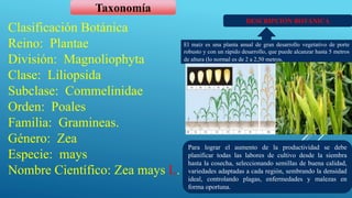 Morfologia del Maizseccion V.pptx