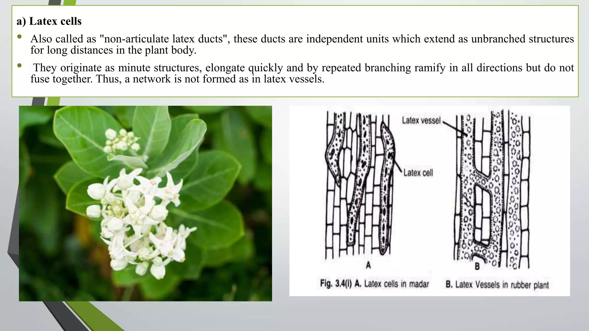 SECERATORY DUCTS .pptx