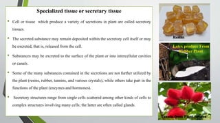 SECERATORY DUCTS .pptx