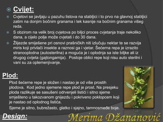 Secerna repa 2007 power point | PPTX