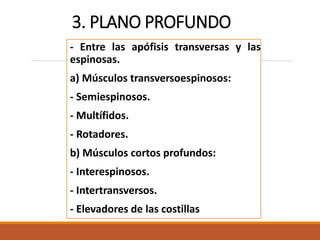 Músculos estriados del dorso del tronco | PPTX